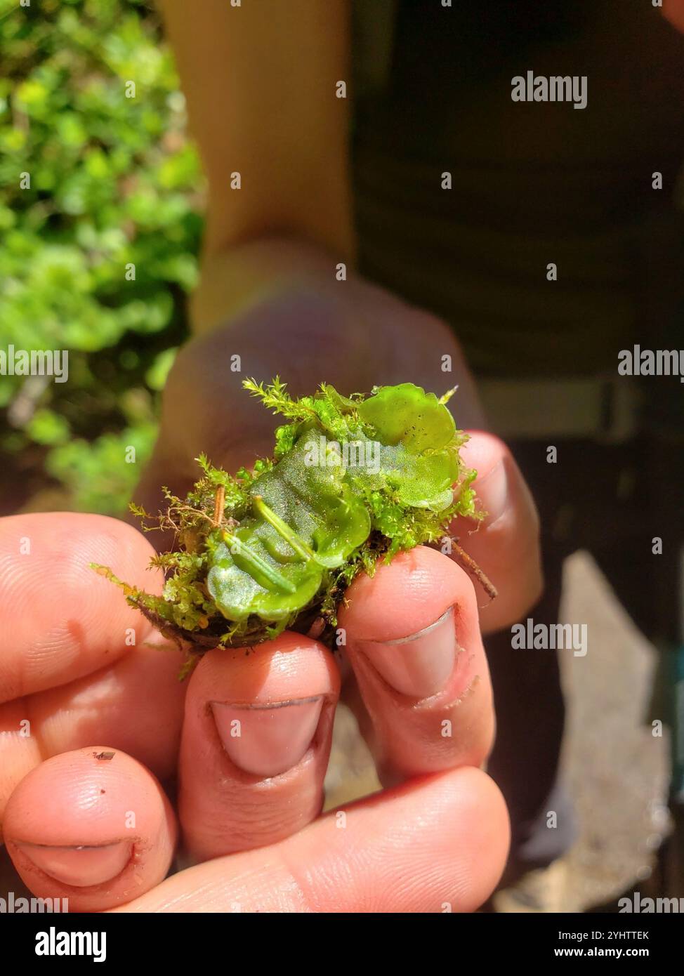 Pellia and allies (Pelliaceae Stock Photo - Alamy