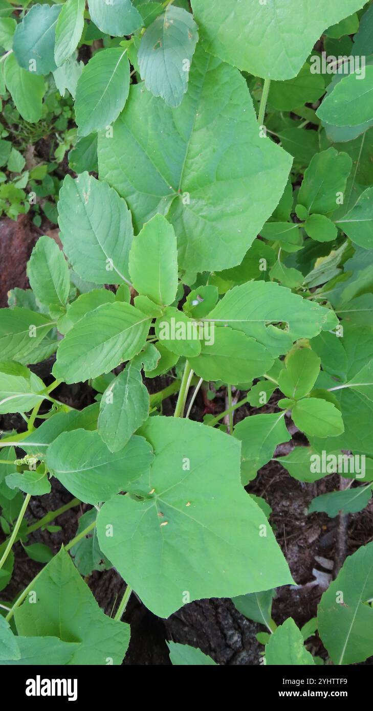 Bur cucumber hi-res stock photography and images - Alamy
