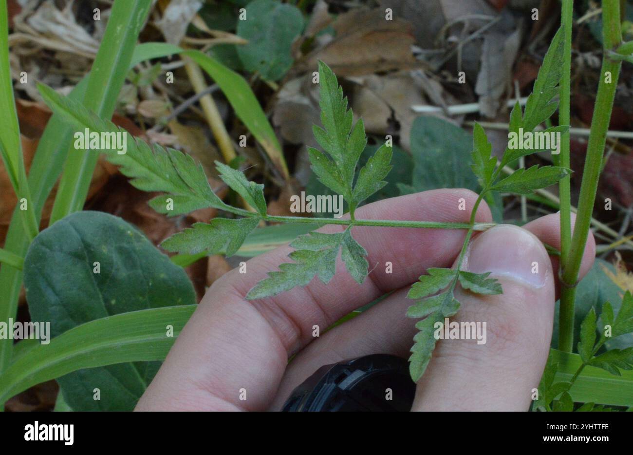 common hedge parsley (Torilis arvensis Stock Photo - Alamy