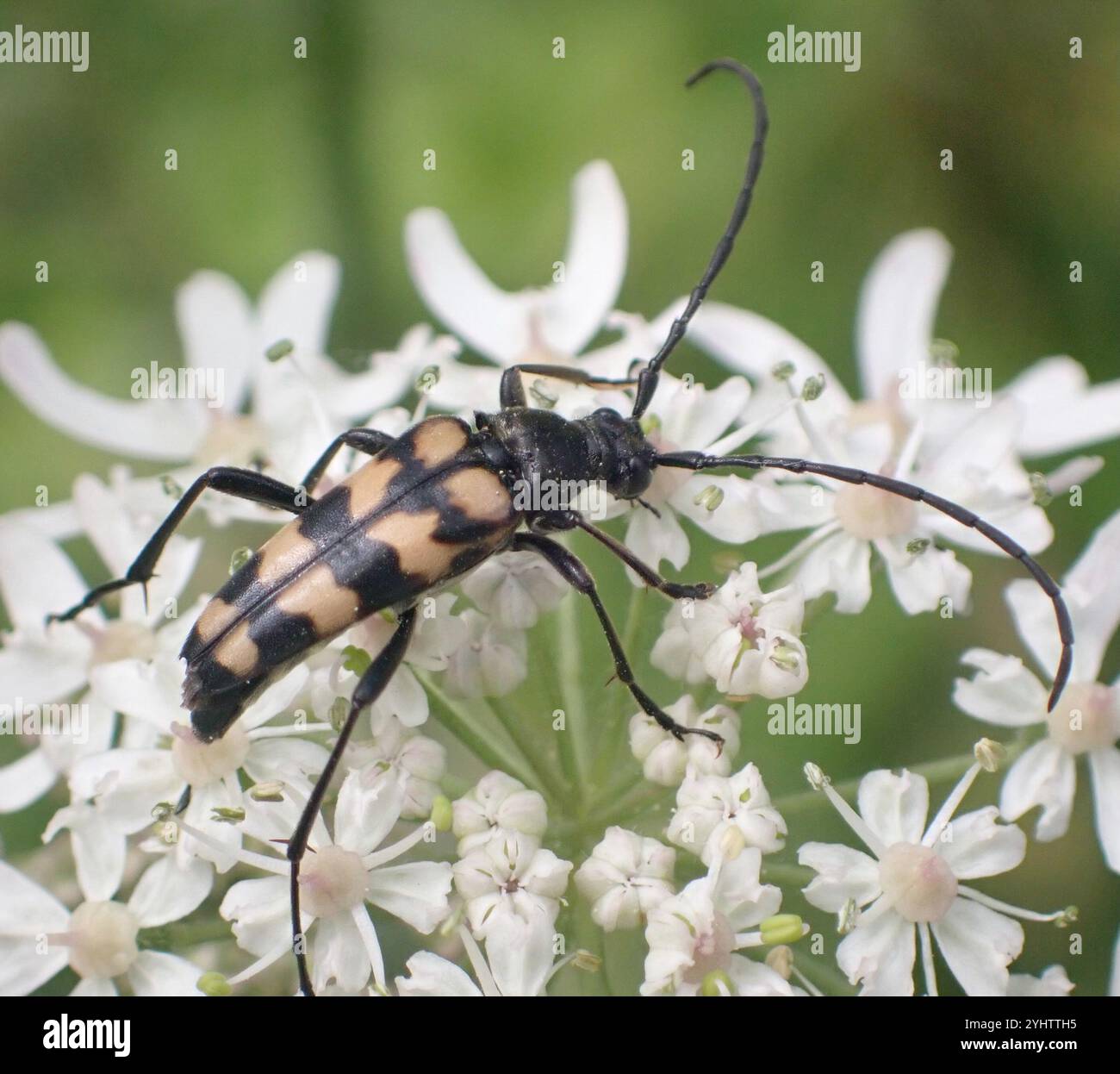 four-banded longhorn beetle (Leptura quadrifasciata Stock Photo - Alamy