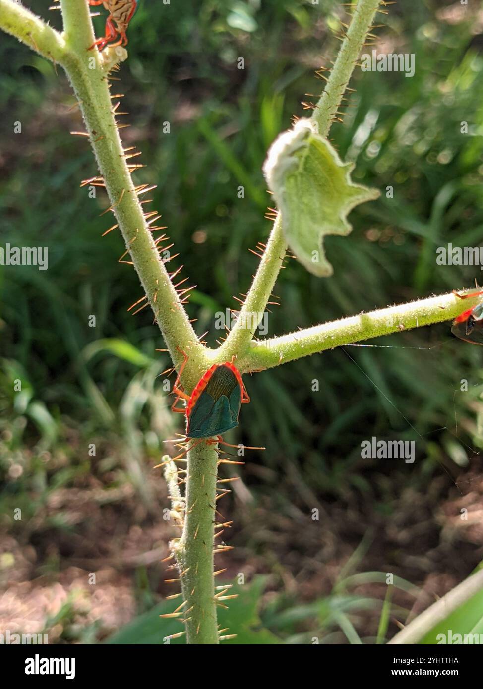 Edessa rufomarginata hi-res stock photography and images - Alamy