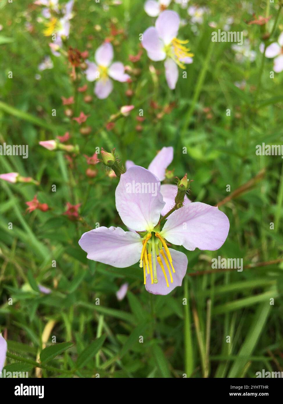Maryland meadowbeauty (Rhexia mariana Stock Photo - Alamy