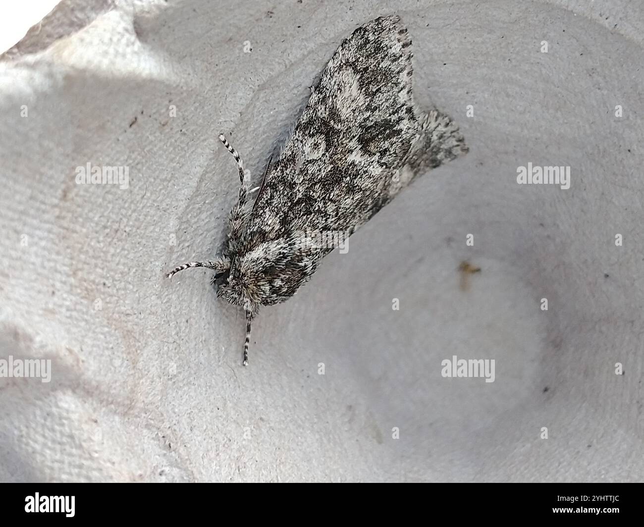Poplar Grey (Acronicta megacephala Stock Photo - Alamy