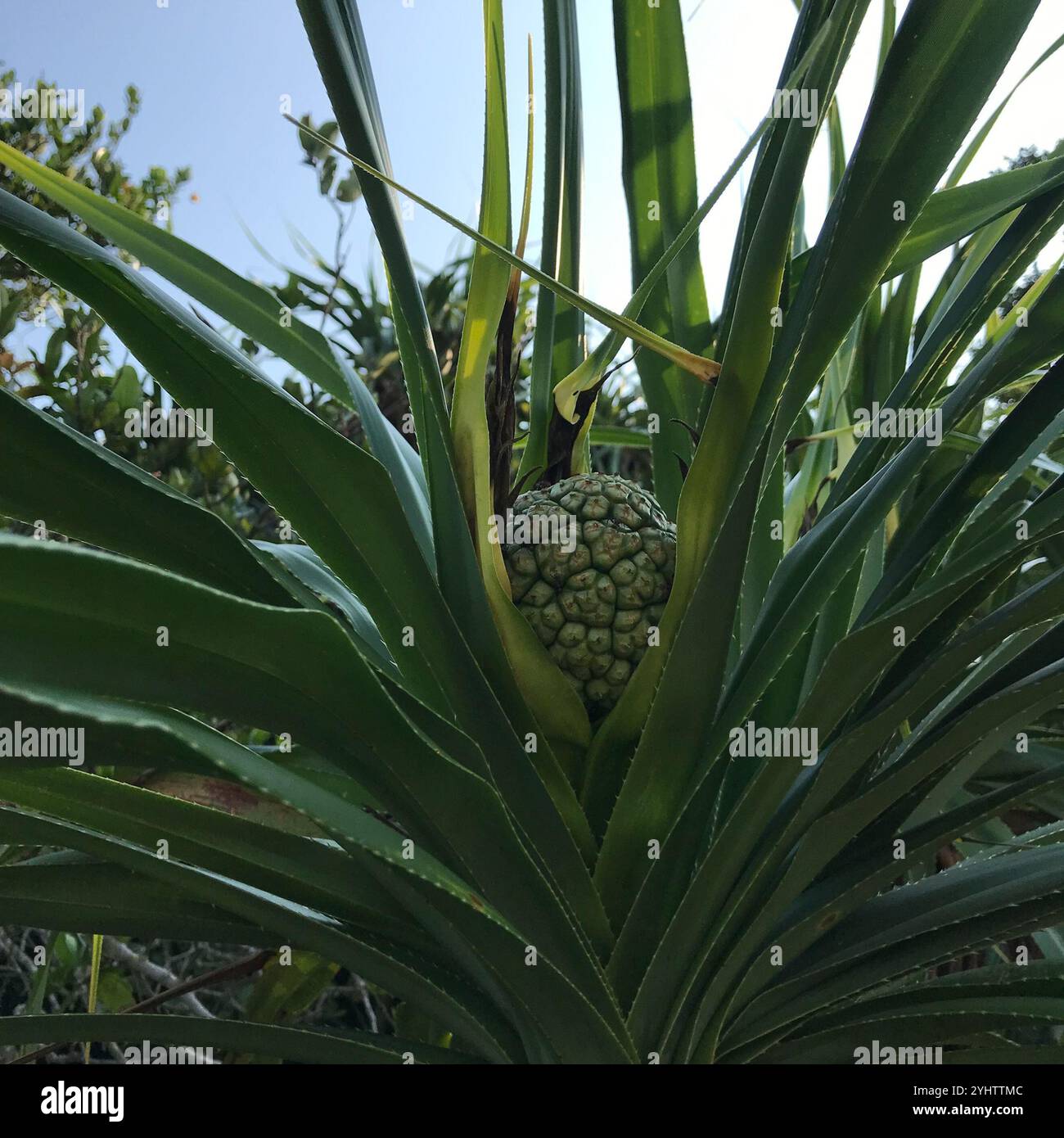 Thatch screwpine hi-res stock photography and images - Alamy