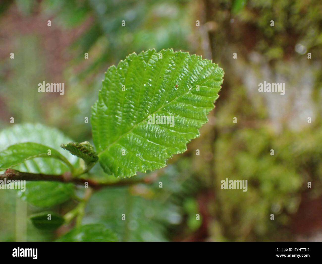 Red Alder (Alnus rubra Stock Photo - Alamy
