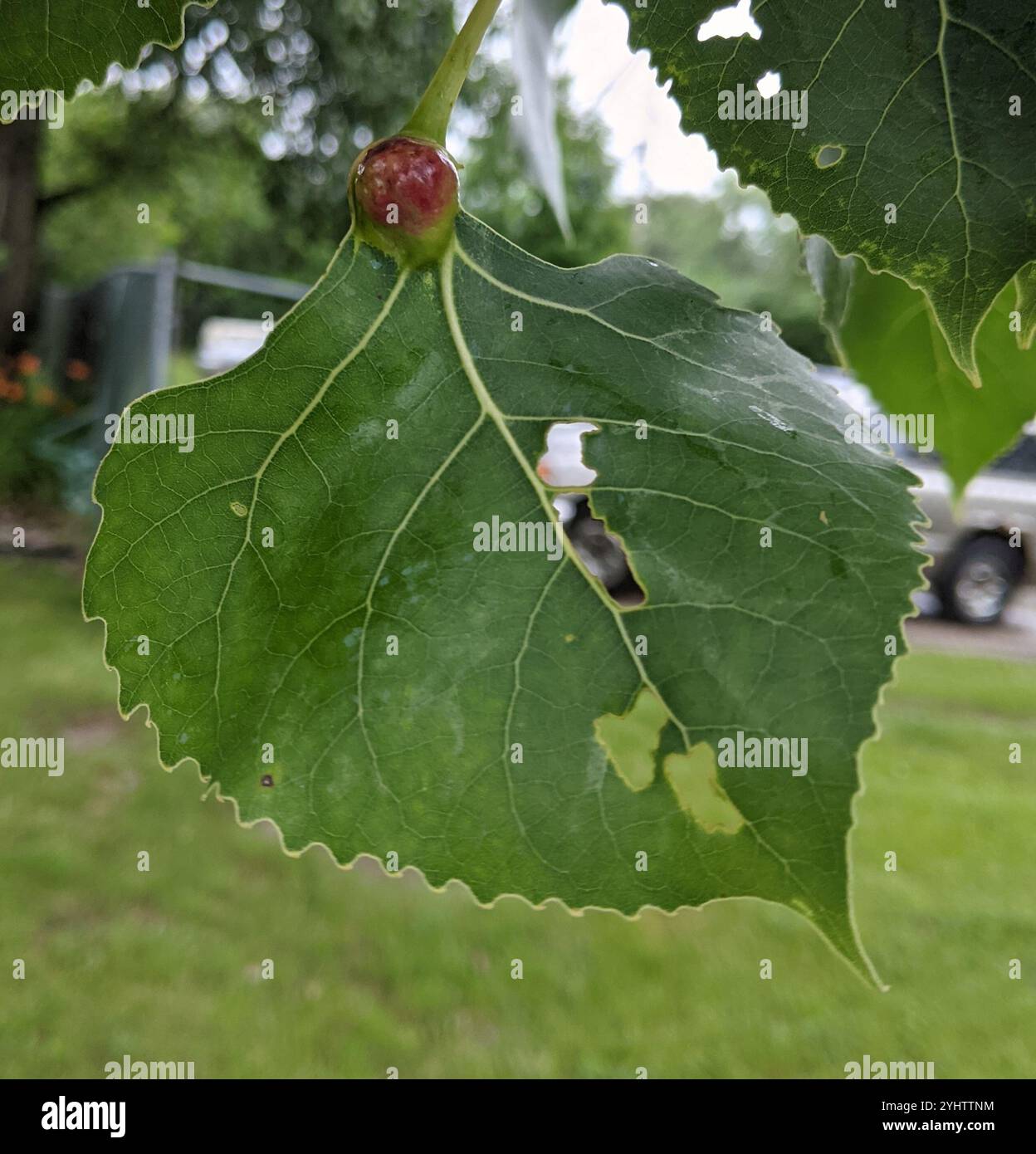 Poplar Leaf-base Gall (Pemphigus populicaulis Stock Photo - Alamy