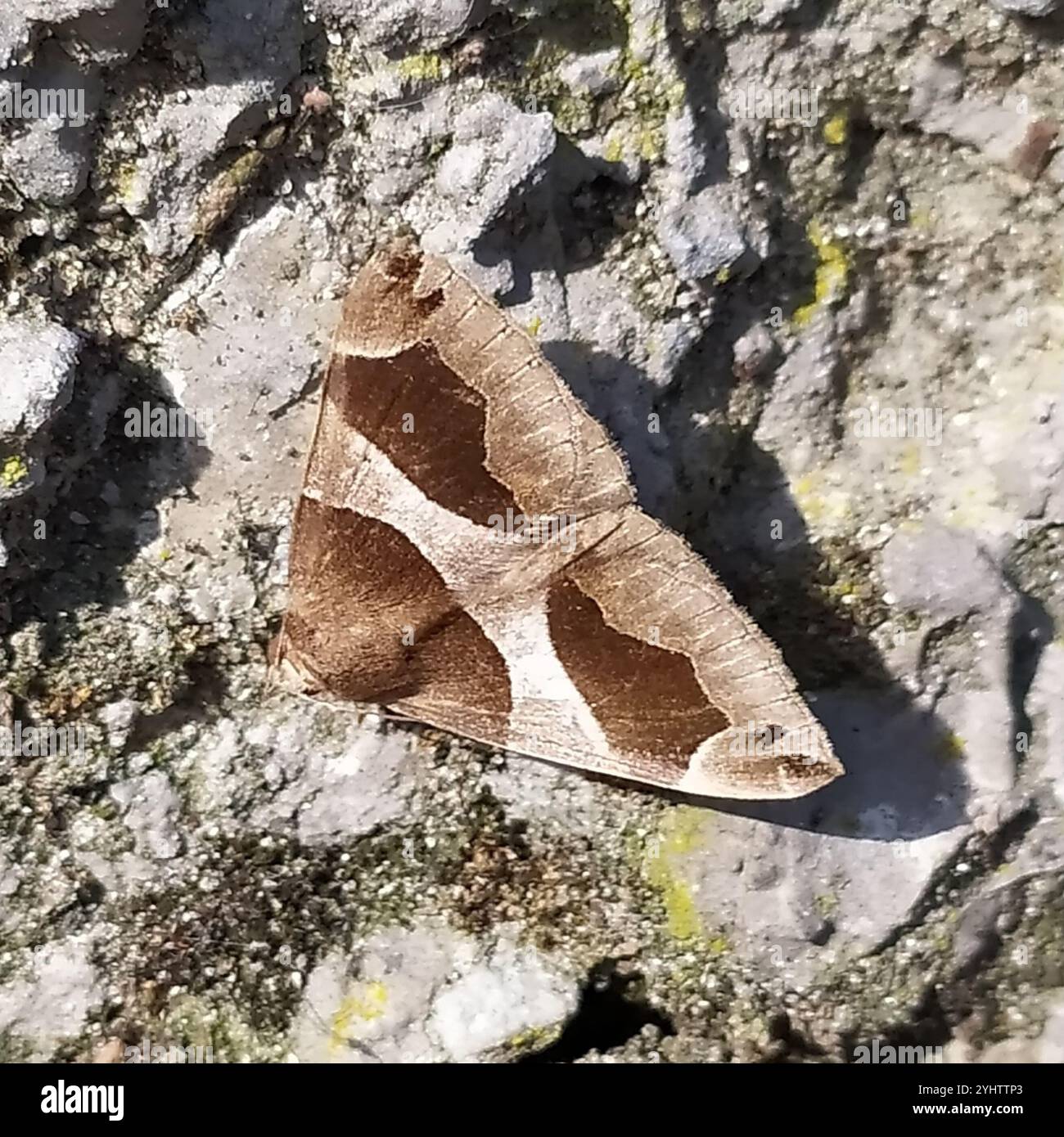 The Passenger (Dysgonia algira Stock Photo - Alamy