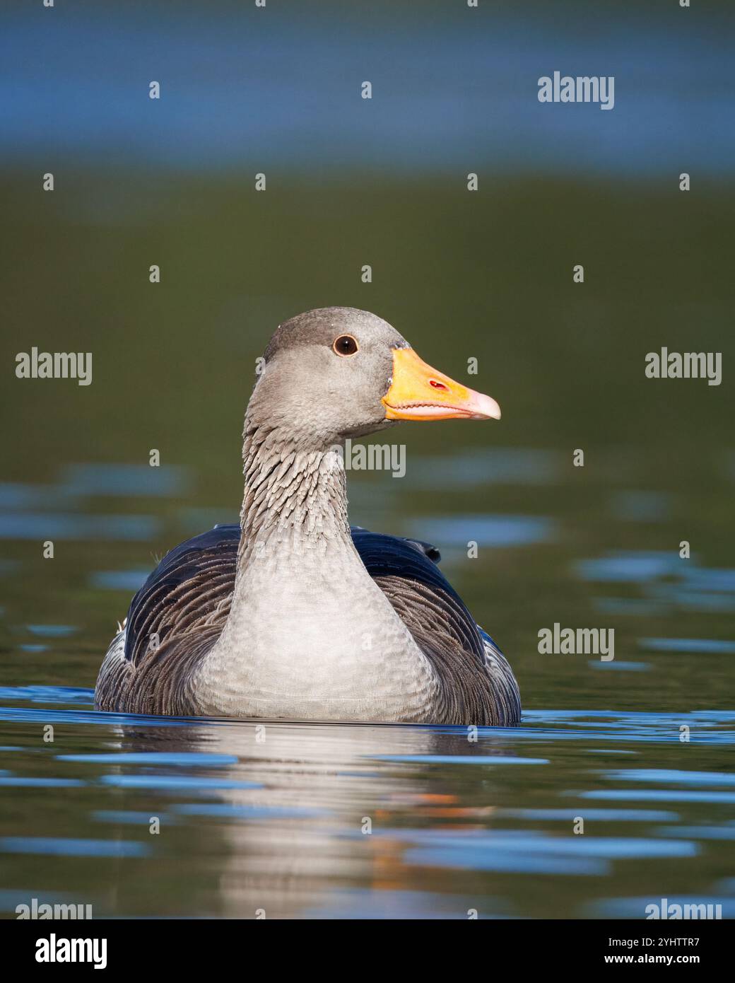 Scientific name anser anser hi-res stock photography and images - Alamy