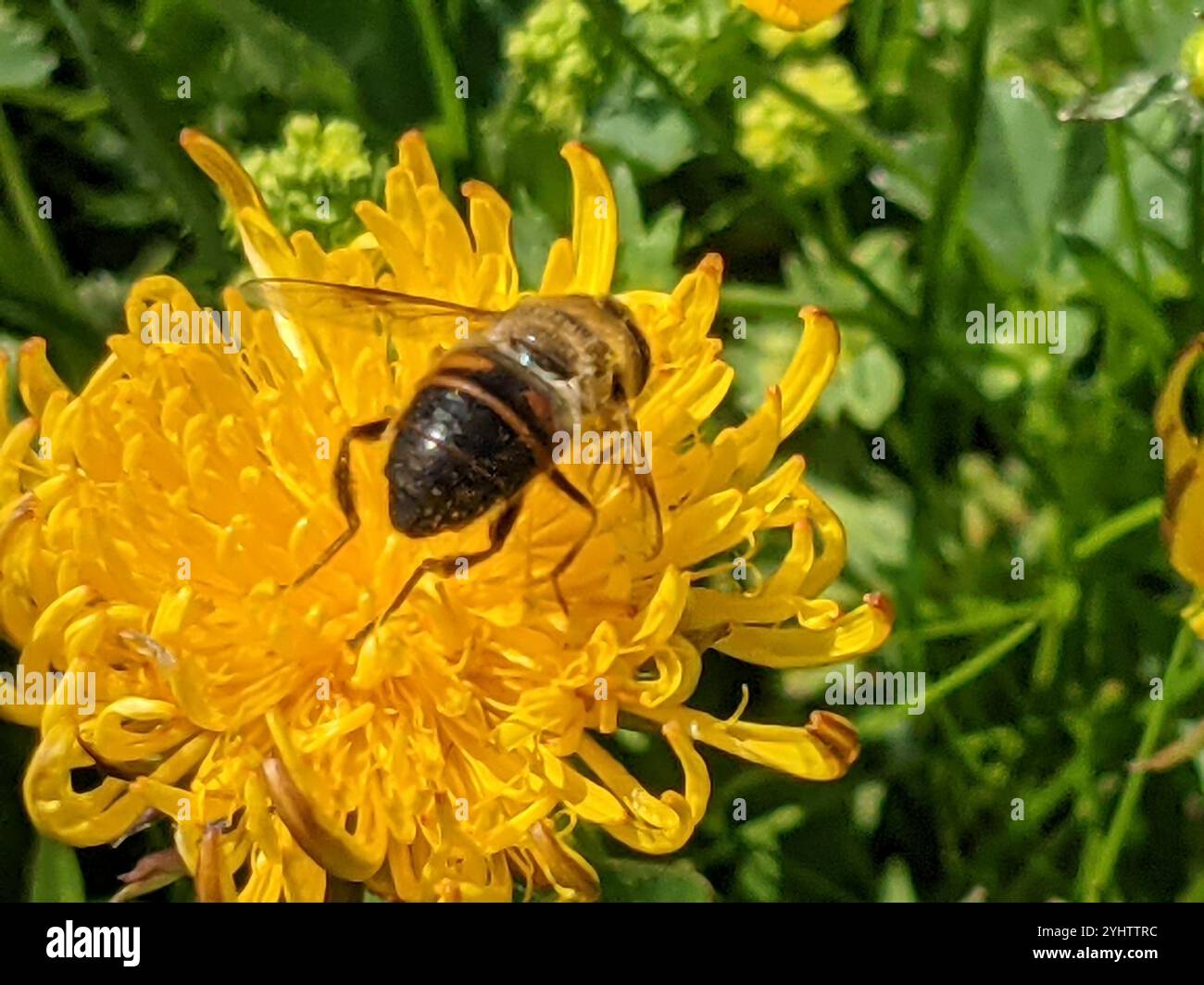 Common Drone Fly (Eristalis tenax Stock Photo - Alamy
