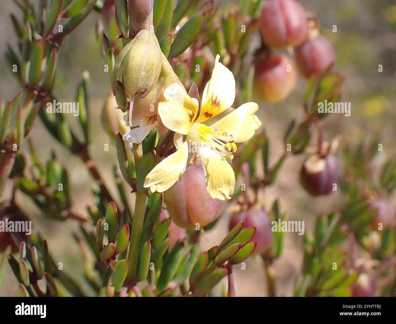 Roepera hi-res stock photography and images - Alamy