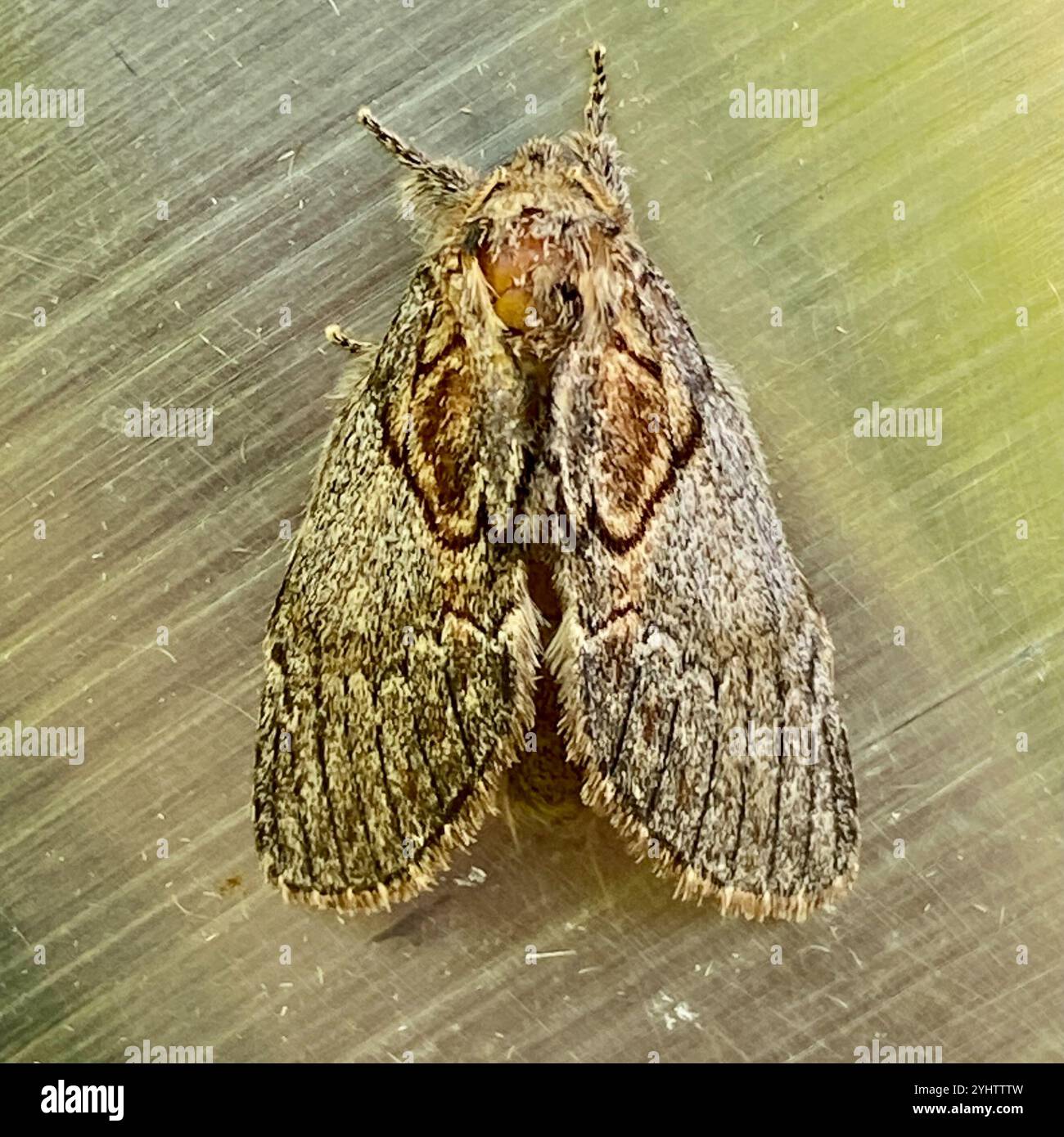 Prominent oval hi-res stock photography and images - Alamy