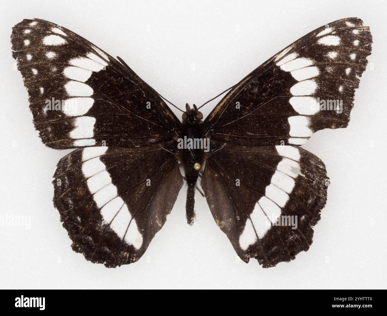 Limenitis weidemeyerii hi-res stock photography and images - Alamy