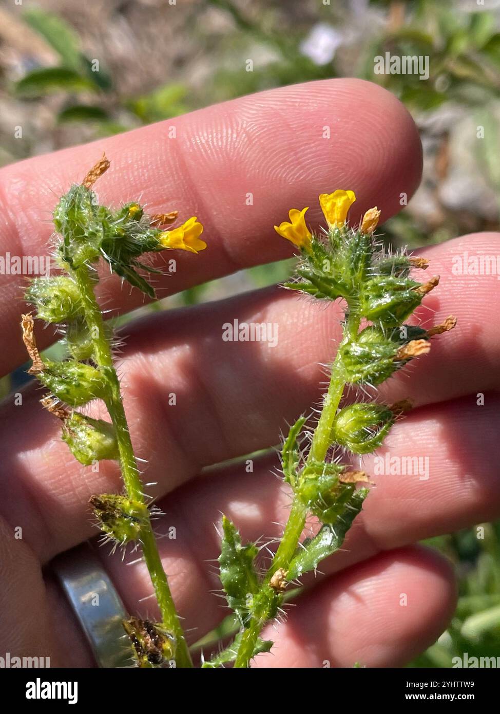 seaside fiddleneck (Amsinckia spectabilis spectabilis Stock Photo - Alamy
