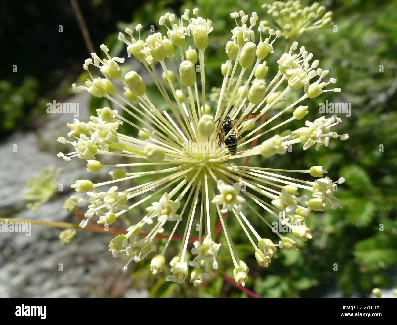 bristly sarsaparilla (Aralia hispida Stock Photo - Alamy