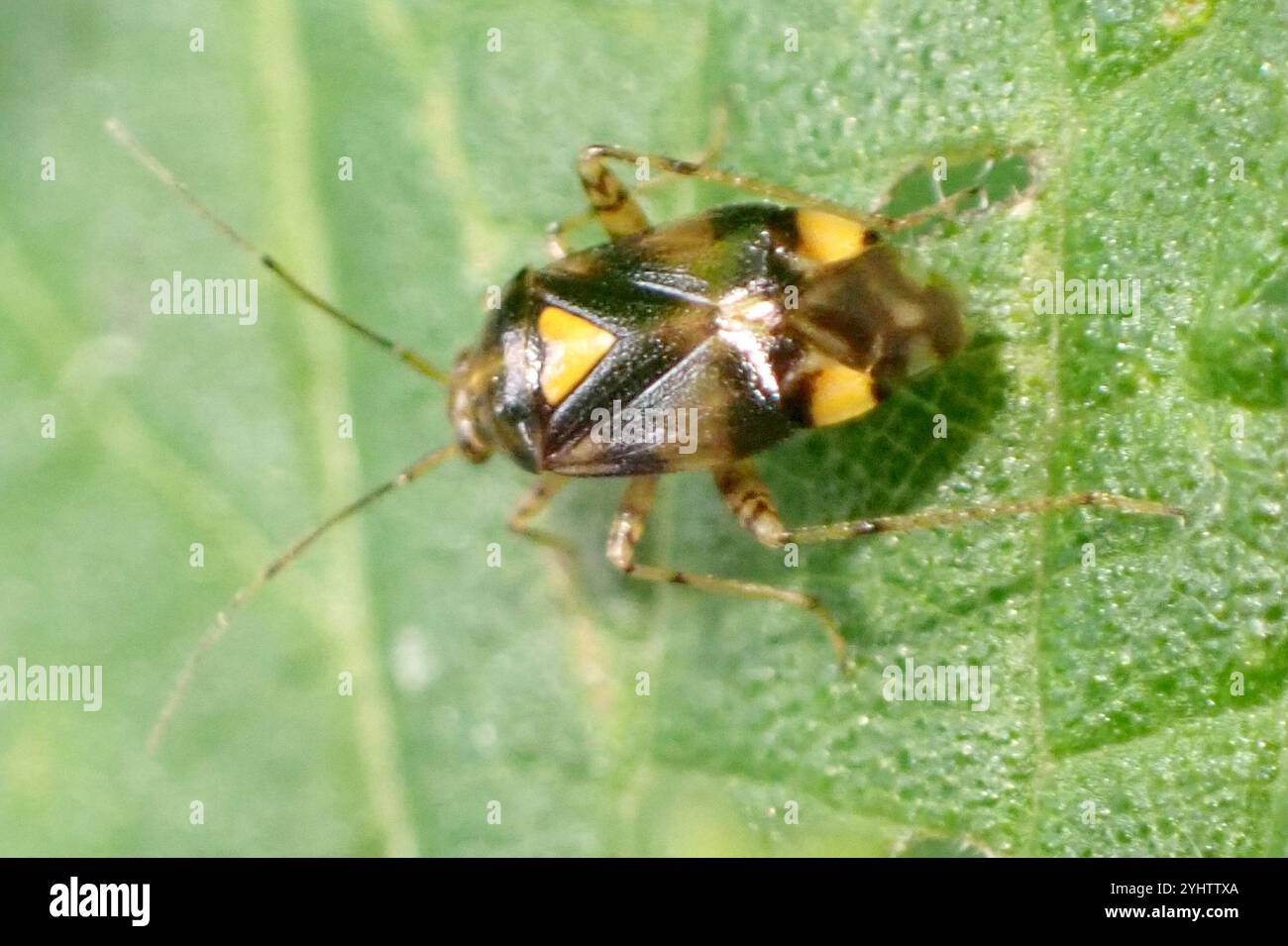 Three Spotted Nettle Bug (Liocoris tripustulatus Stock Photo - Alamy