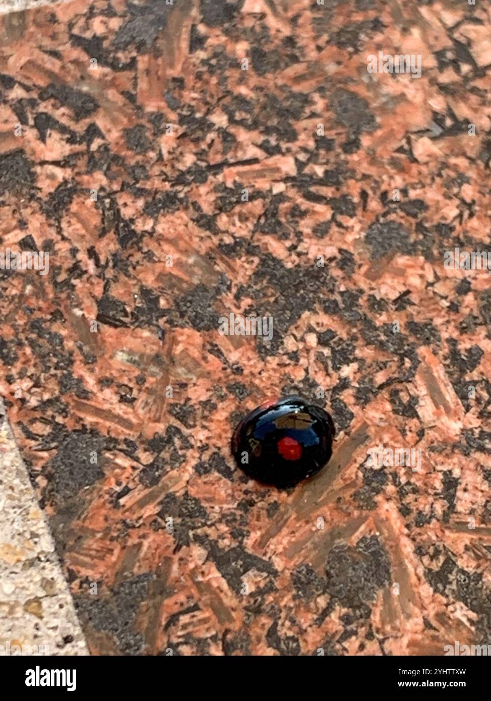 Twice-stabbed Lady Beetle (Chilocorus stigma Stock Photo - Alamy