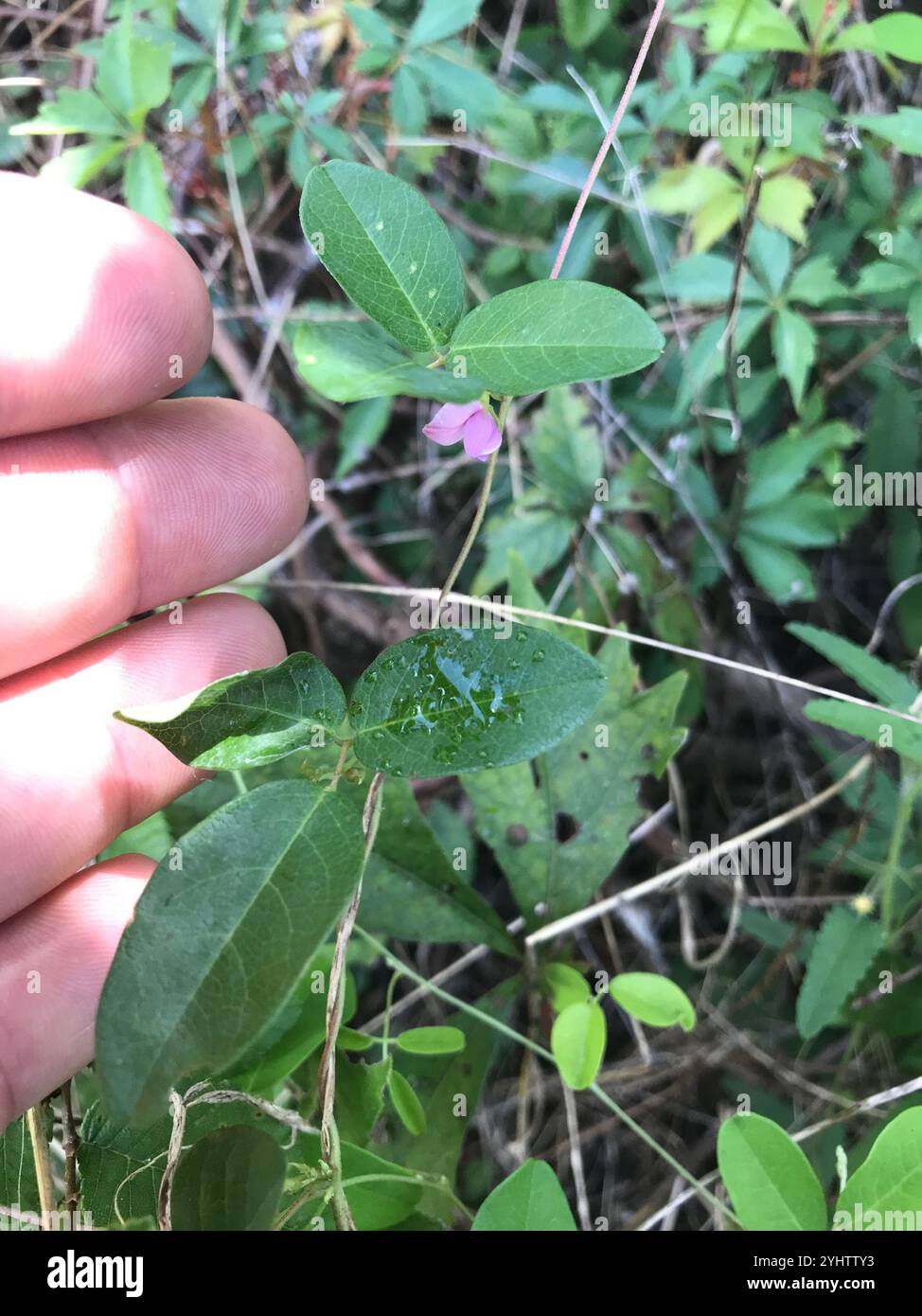 eastern milk-pea (Galactia regularis Stock Photo - Alamy