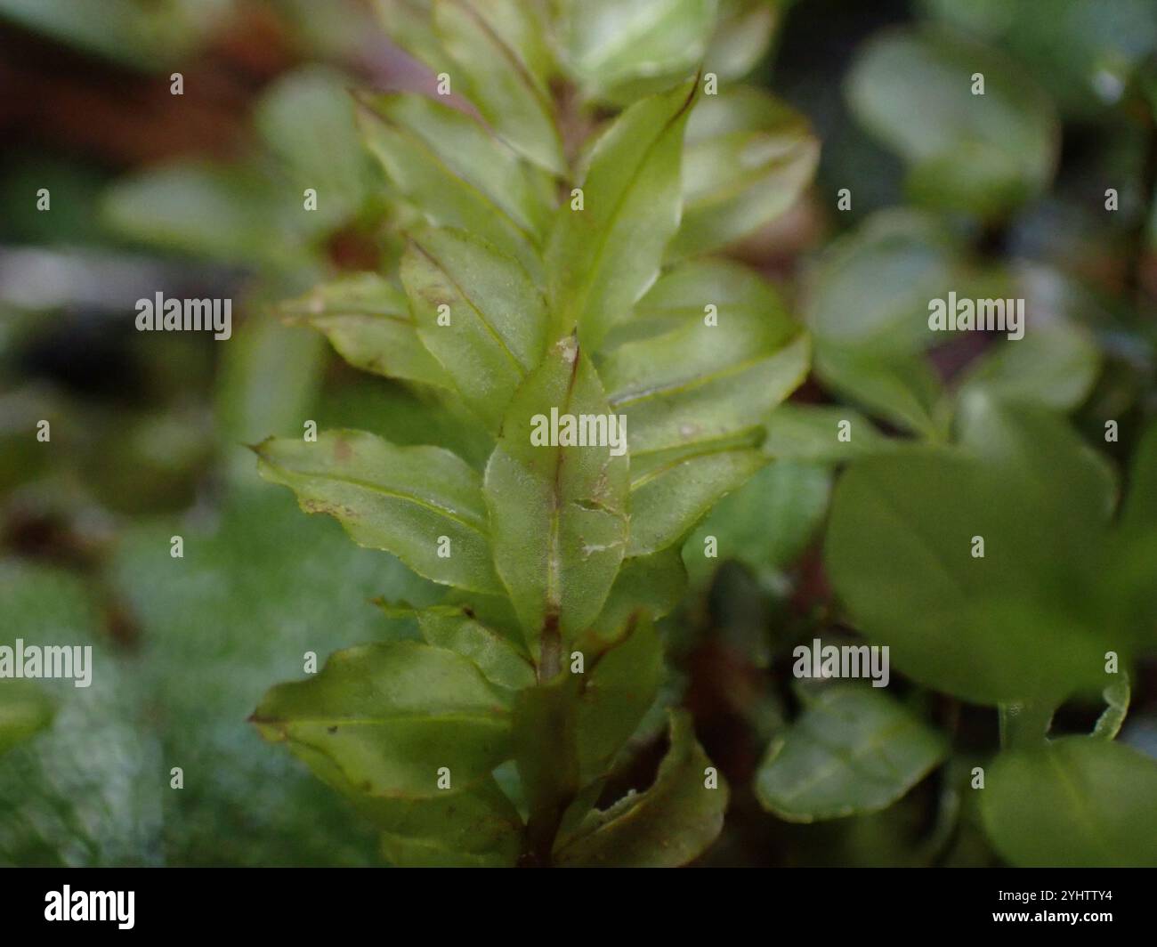 Thyme and Allied Mosses (Plagiomnium Stock Photo - Alamy