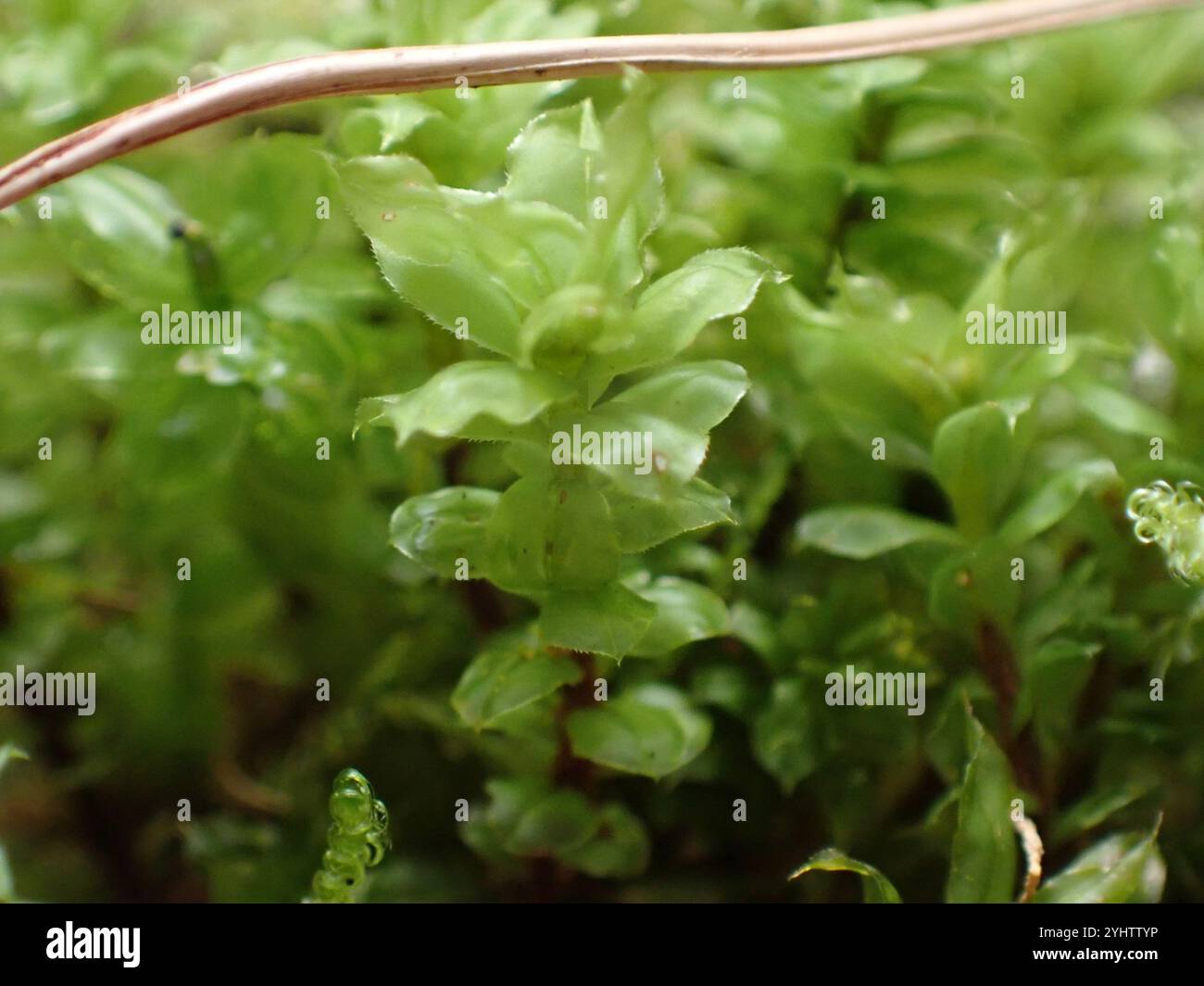 Thyme and Allied Mosses (Plagiomnium Stock Photo - Alamy