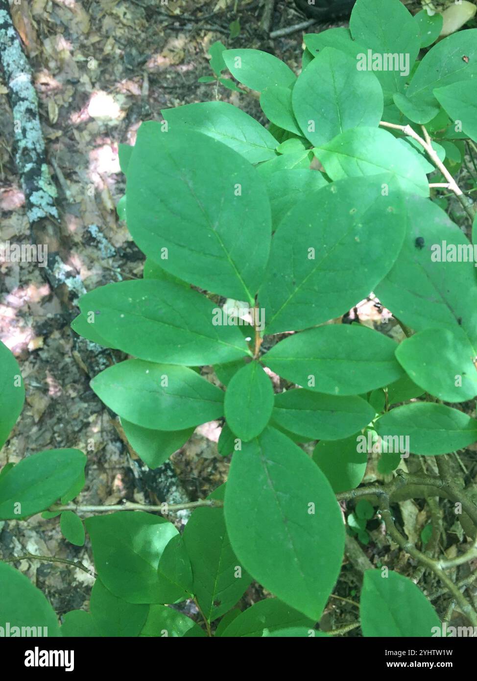 eastern leatherwood (Dirca palustris Stock Photo - Alamy
