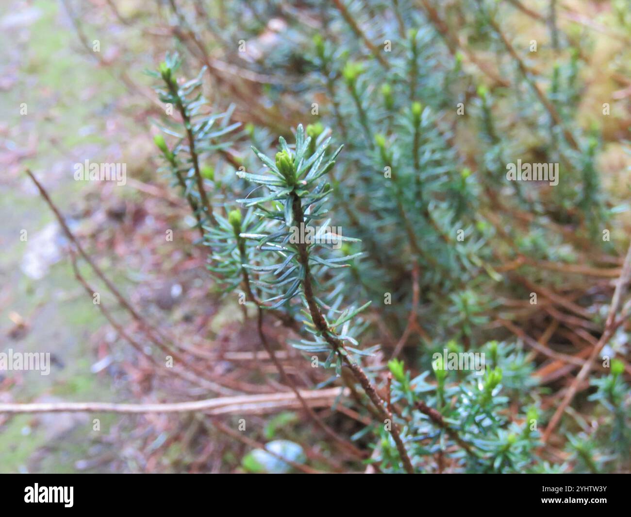 pink mountainheath (Phyllodoce empetriformis Stock Photo - Alamy