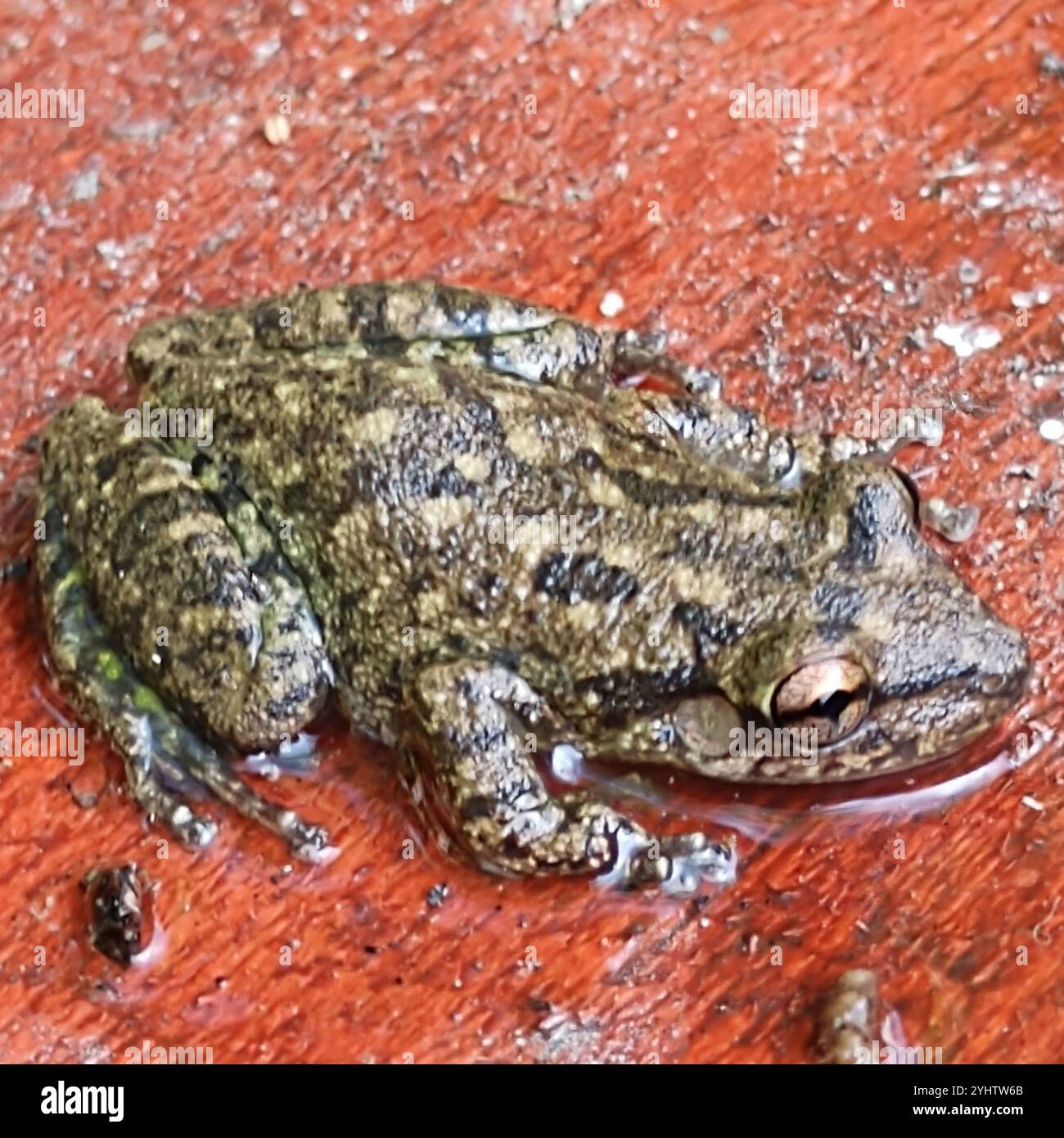 Venezuela Snouted Tree Frog (Scinax x-signatus Stock Photo - Alamy