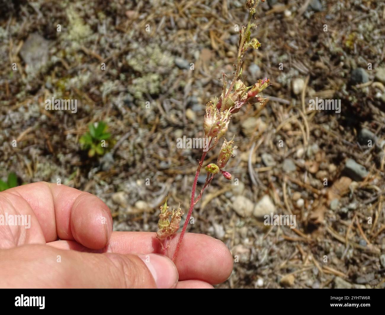 prairie alumroot (Heuchera richardsonii Stock Photo - Alamy