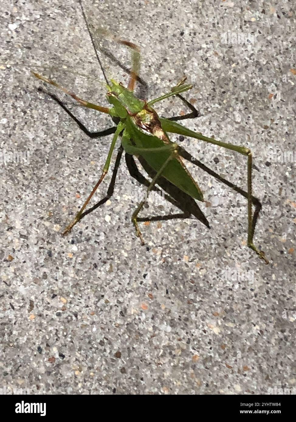 California Chaparral Katydid (Platylyra californica Stock Photo - Alamy
