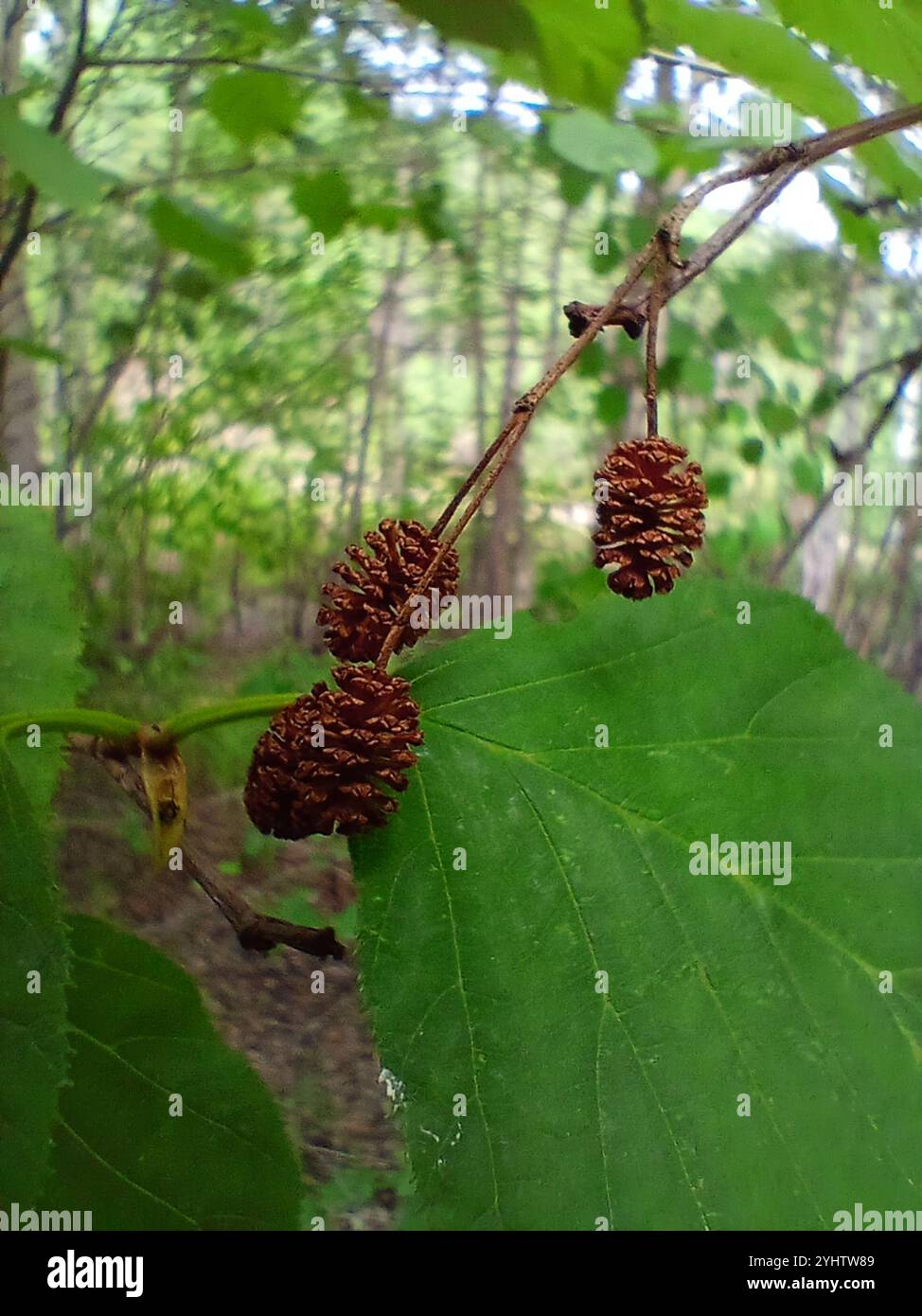 siberian alder (Alnus alnobetula fruticosa Stock Photo - Alamy