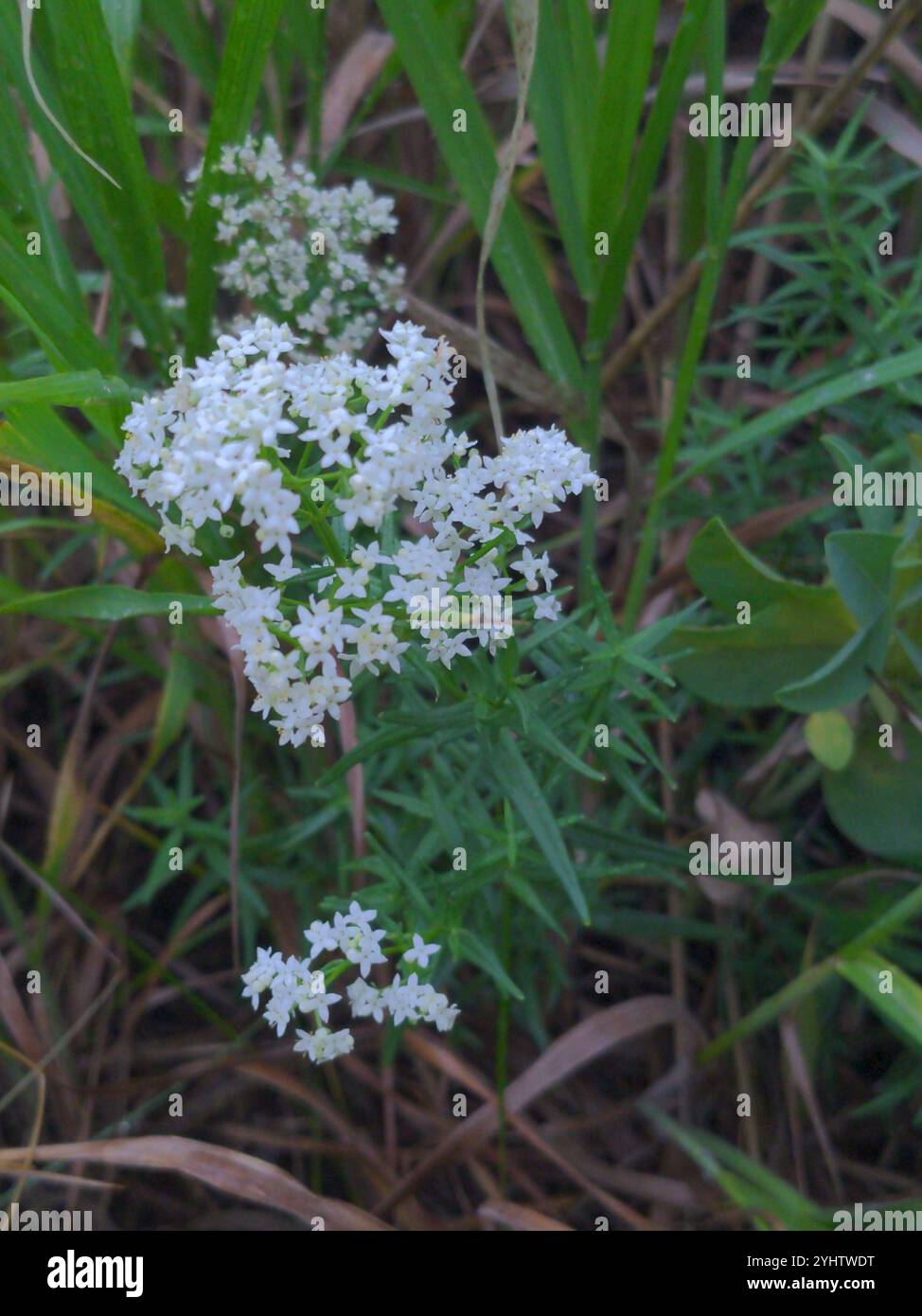 Northern Bedstraw (Galium boreale Stock Photo - Alamy