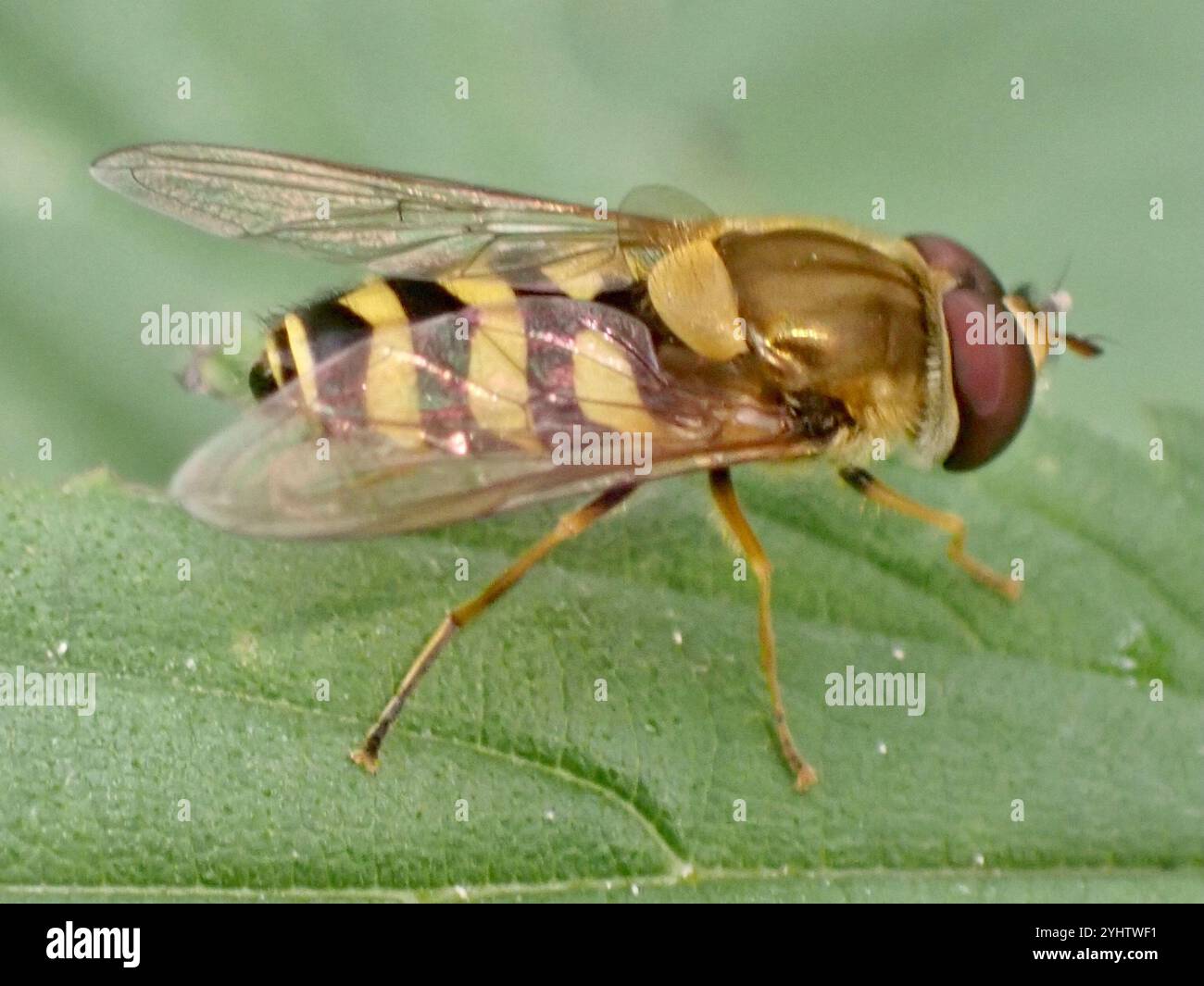 Common Flower Flies (Syrphus Stock Photo - Alamy