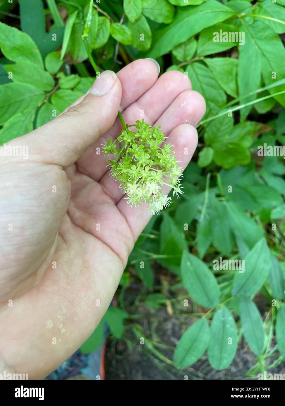 fly poison (Amianthium muscitoxicum Stock Photo - Alamy