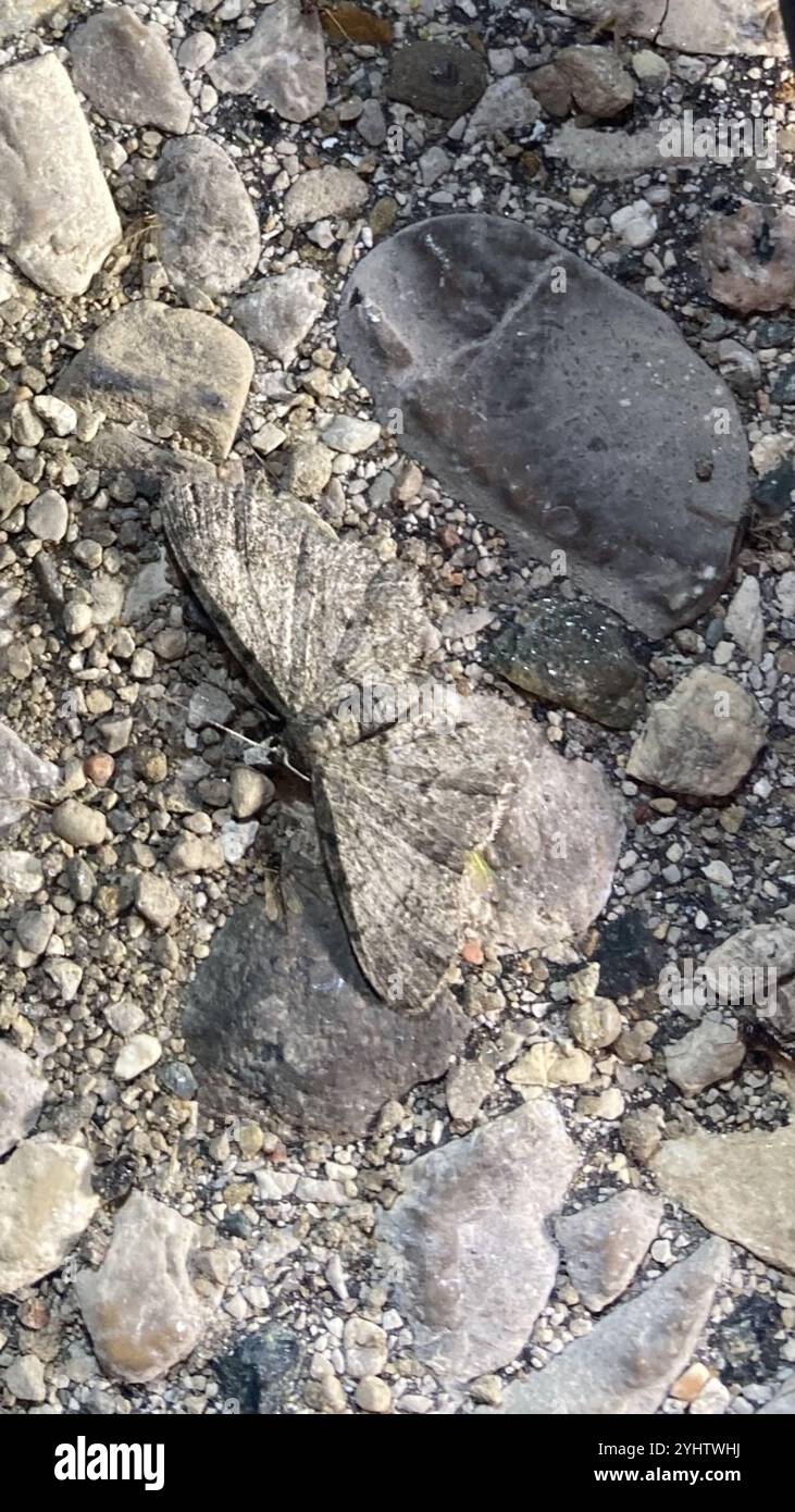 Texas Gray (Glenoides texanaria Stock Photo - Alamy