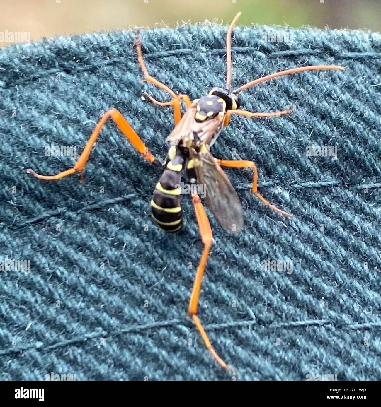 Ichneumonid Wasps (Ichneumonidae Stock Photo - Alamy