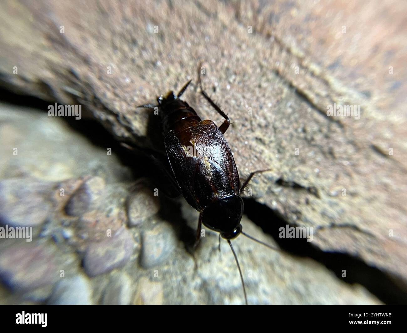 Oriental Cockroach (Blatta orientalis Stock Photo - Alamy