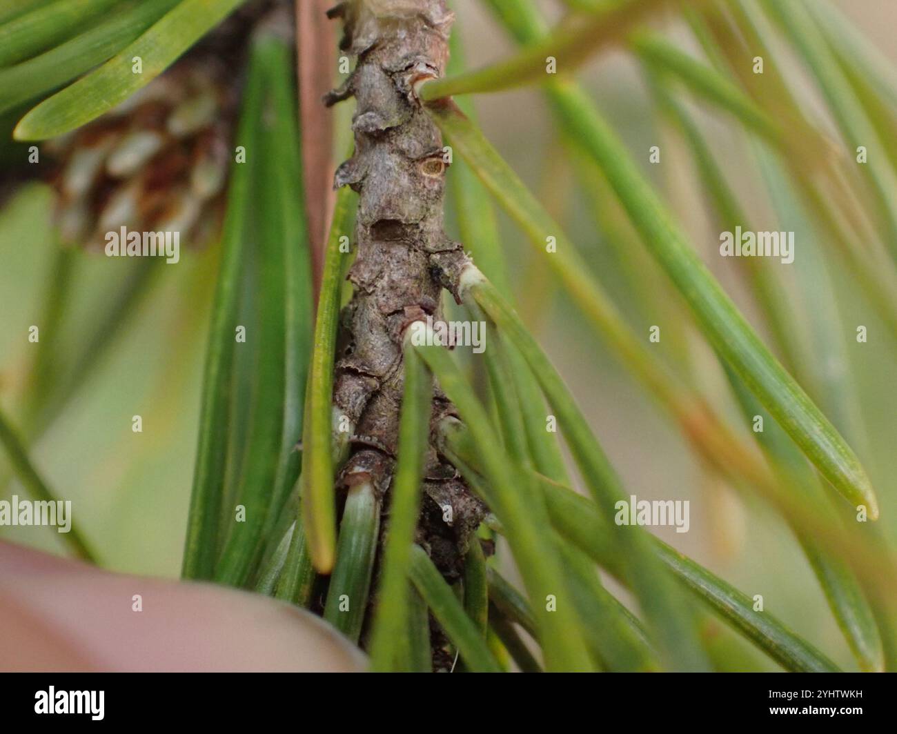 Shore Pine (Pinus contorta contorta Stock Photo - Alamy