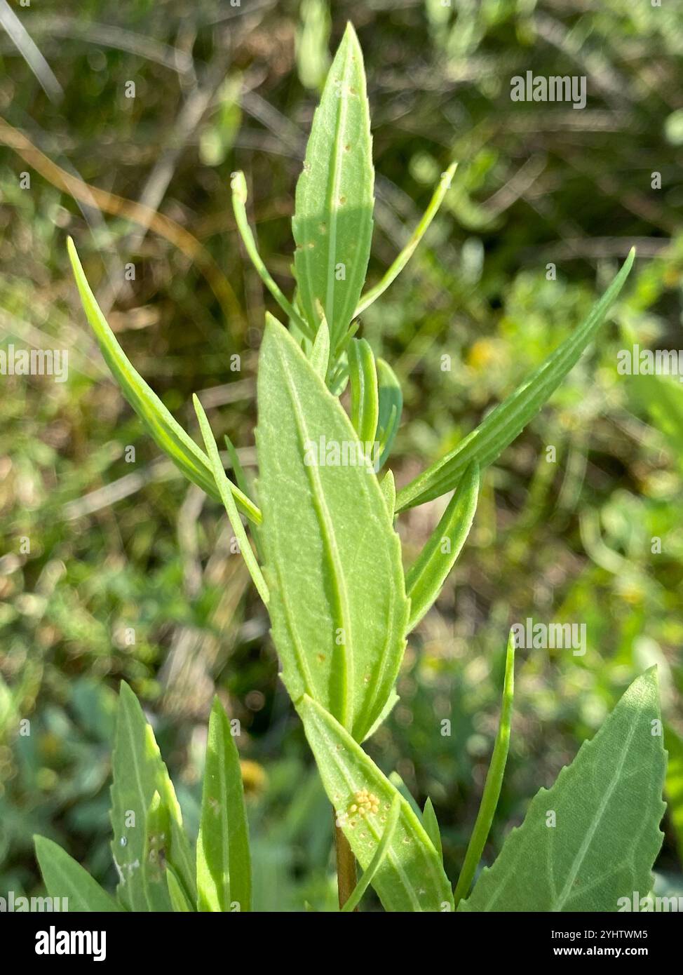 Southern Maritime Marsh-Elder (Iva frutescens frutescens Stock Photo ...