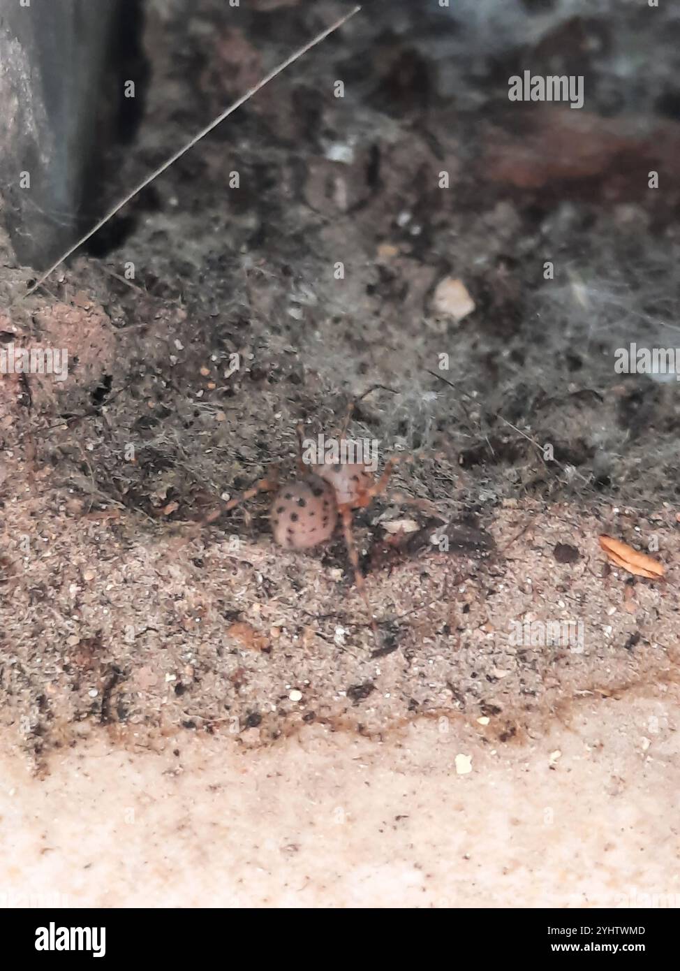 Common Spitting Spider (Scytodes thoracica Stock Photo - Alamy