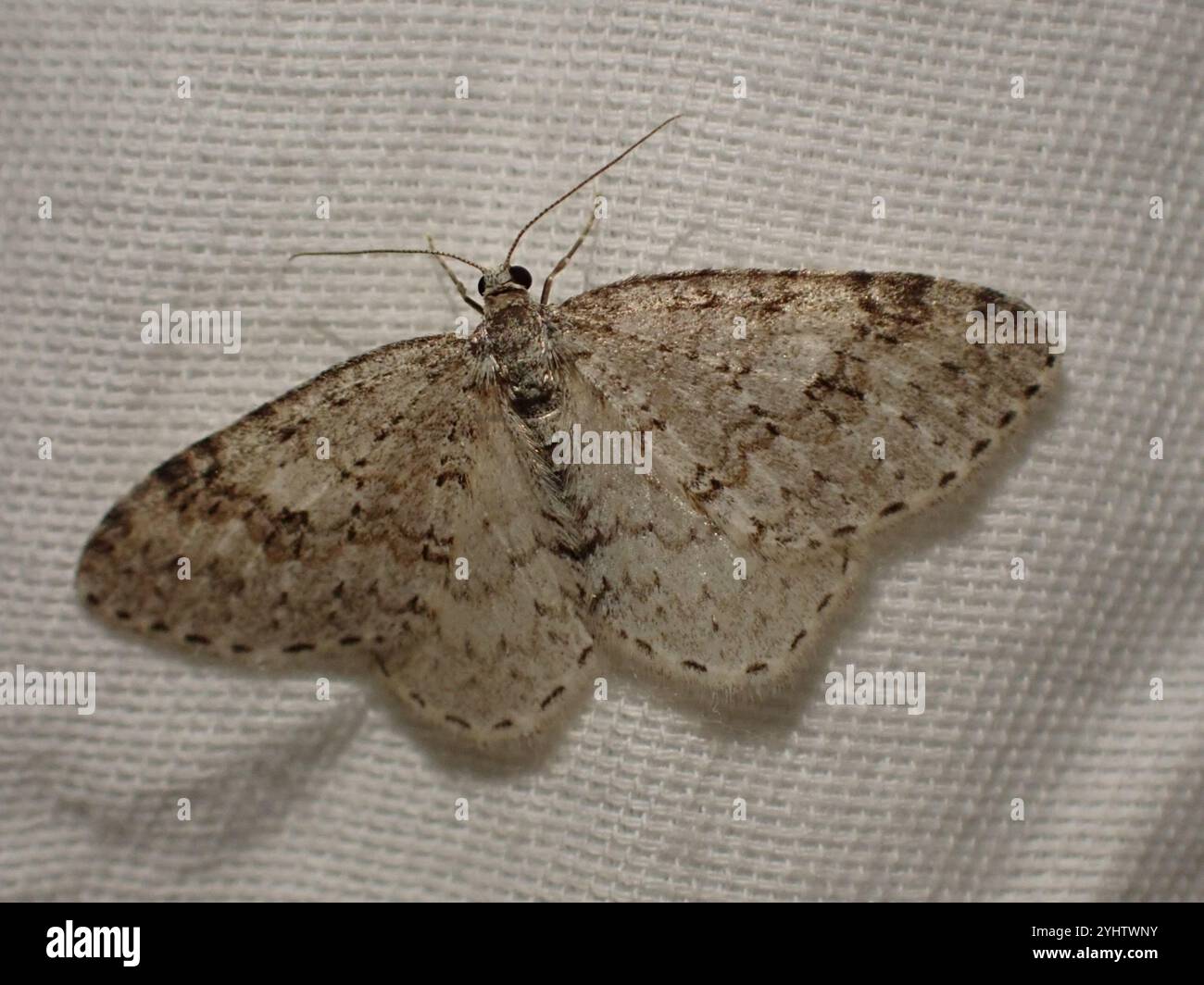 Pearsall's Carpet Moth (Venusia pearsalli Stock Photo - Alamy