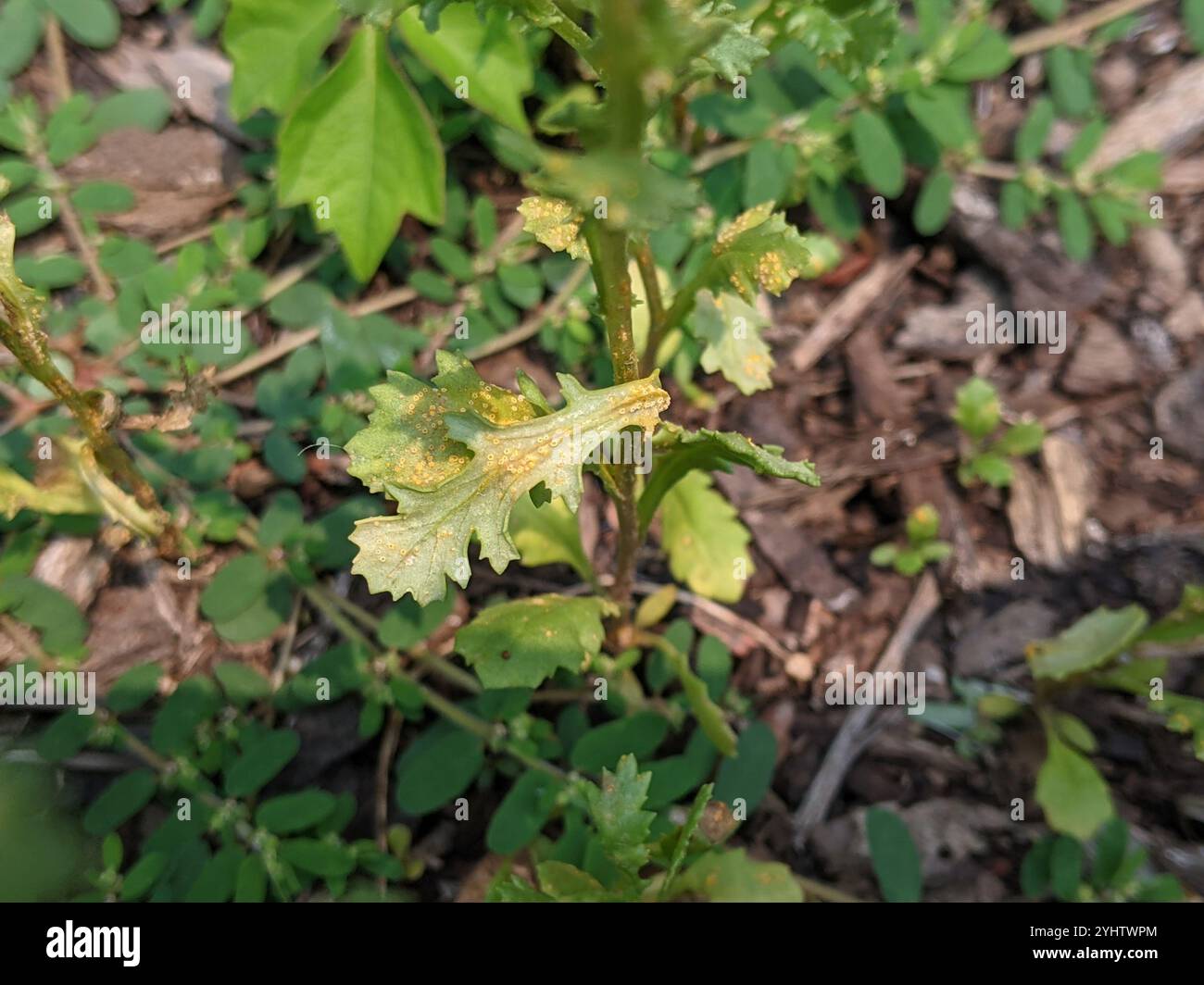 Groundsel crown rust (Puccinia lagenophorae Stock Photo - Alamy