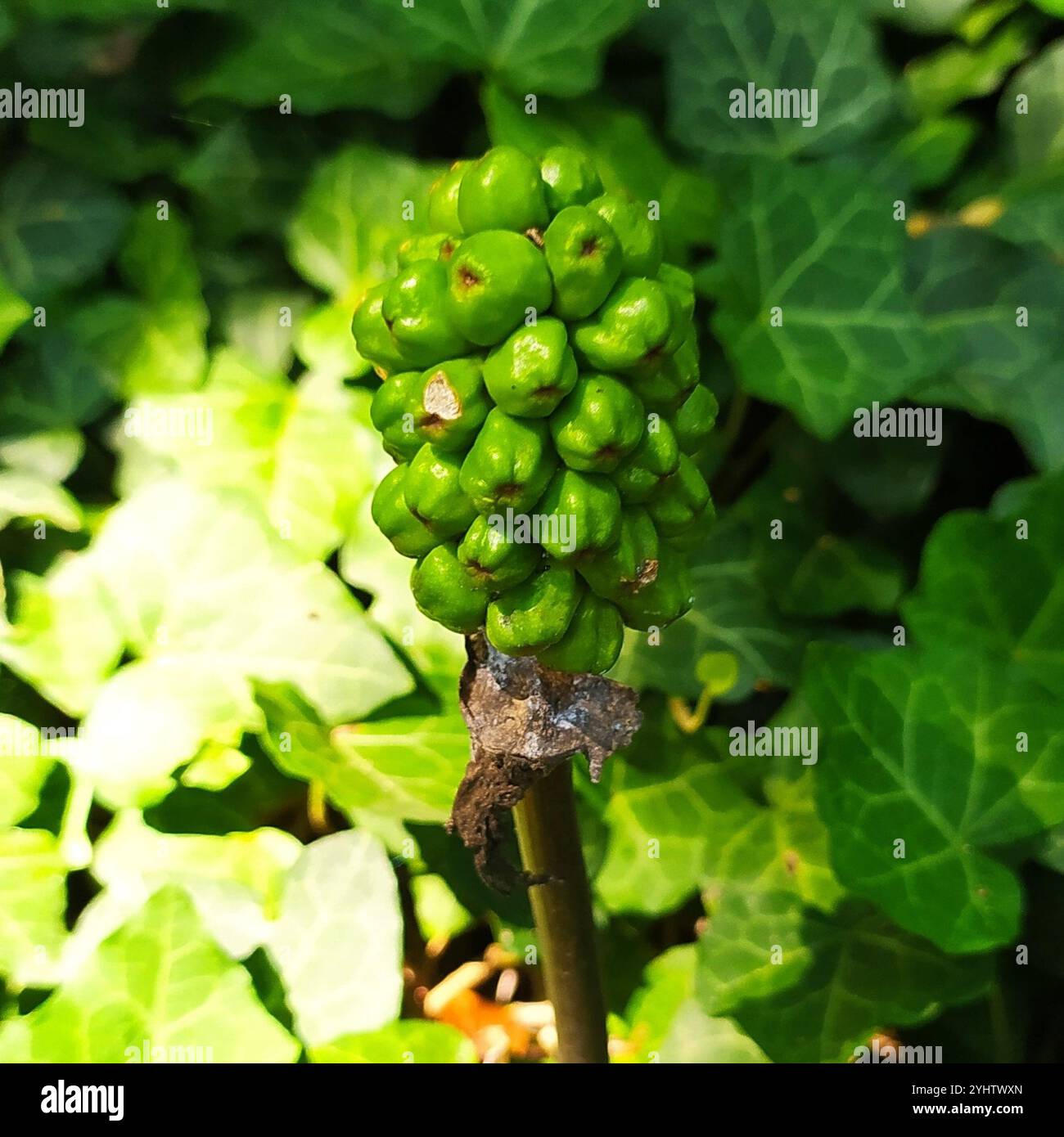 Elongated Arum (Arum elongatum Stock Photo - Alamy