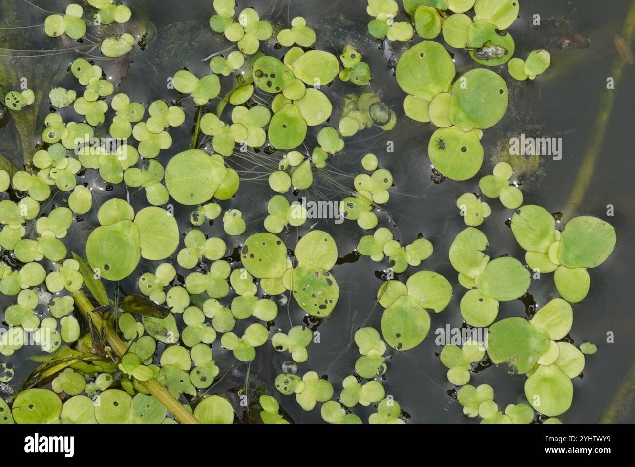 greater duckweed (Spirodela polyrhiza Stock Photo - Alamy