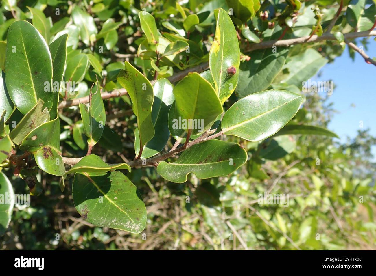 Apodytes dimidiata hi-res stock photography and images - Alamy