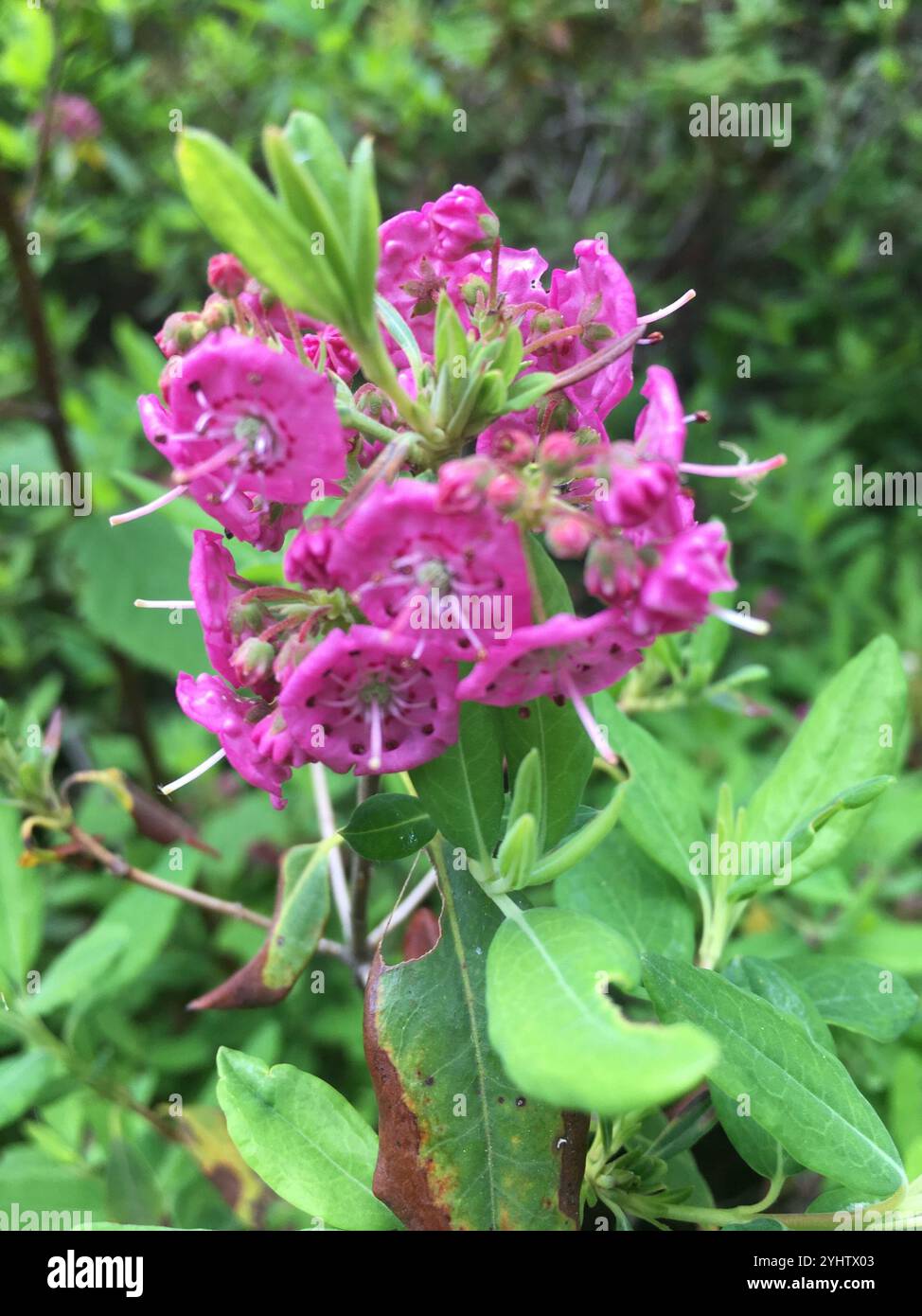 sheep laurel (Kalmia angustifolia Stock Photo - Alamy