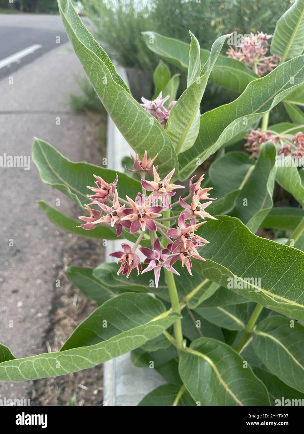 showy milkweed (Asclepias speciosa Stock Photo - Alamy