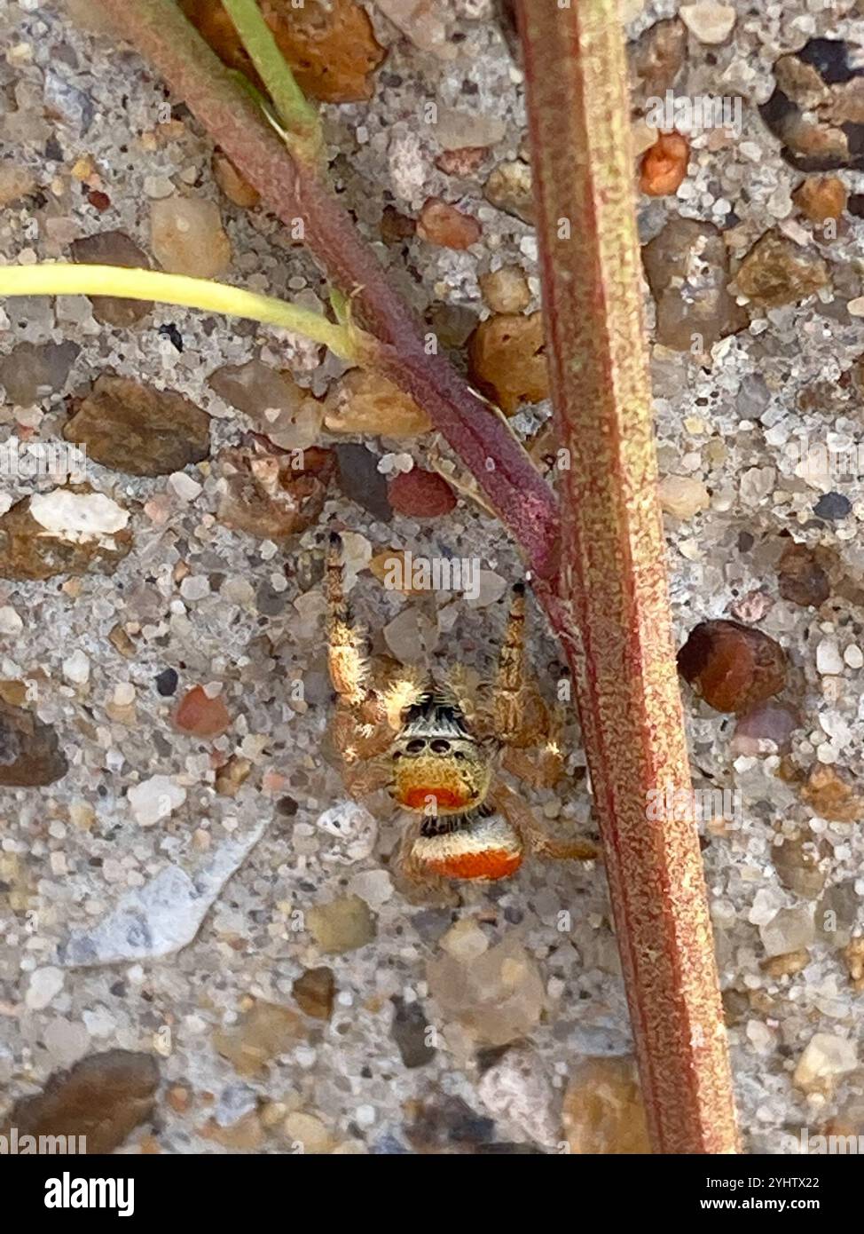 Apache Jumping Spider (Phidippus apacheanus Stock Photo - Alamy