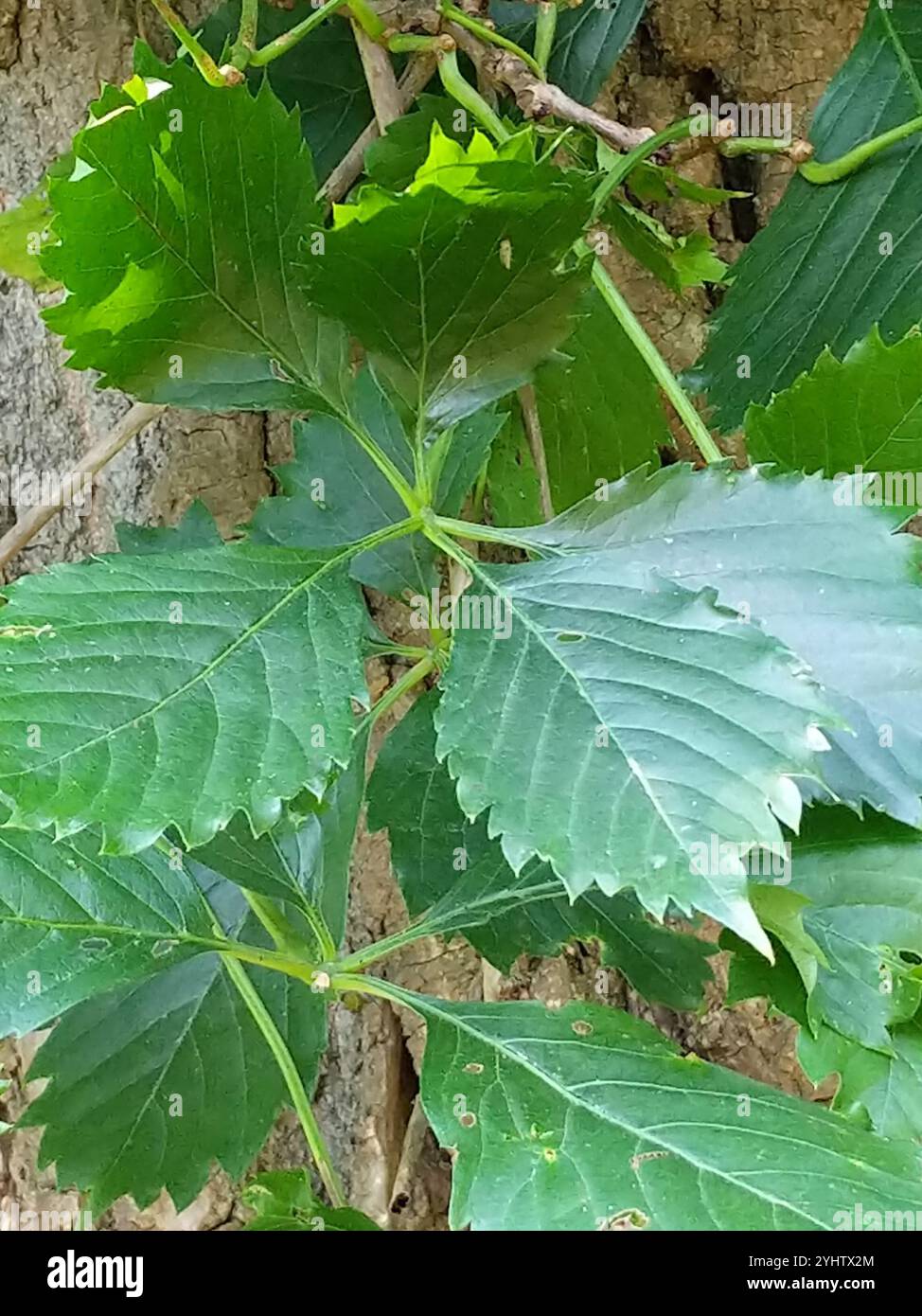 thicket creeper (Parthenocissus inserta Stock Photo - Alamy
