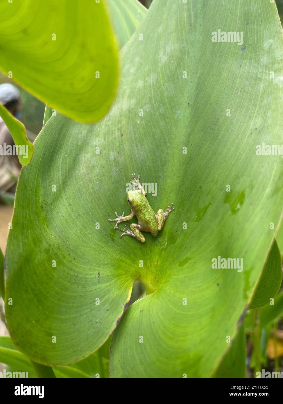 Cope's Gray Treefrog (Hyla chrysoscelis Stock Photo - Alamy