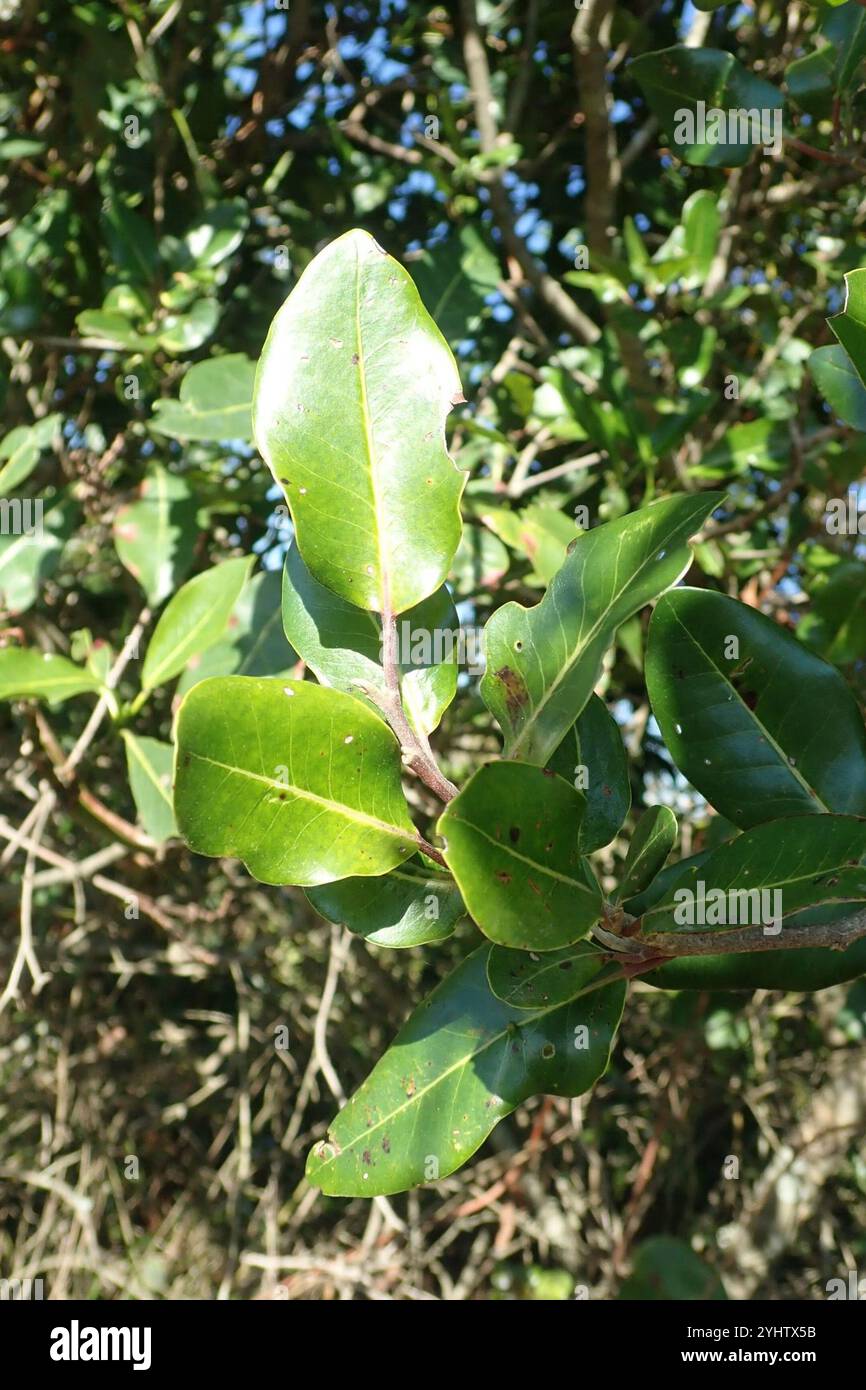 White Pear (Apodytes dimidiata Stock Photo - Alamy