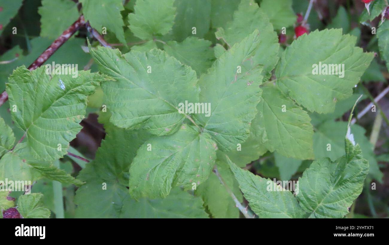 black raspberry (Rubus occidentalis Stock Photo - Alamy
